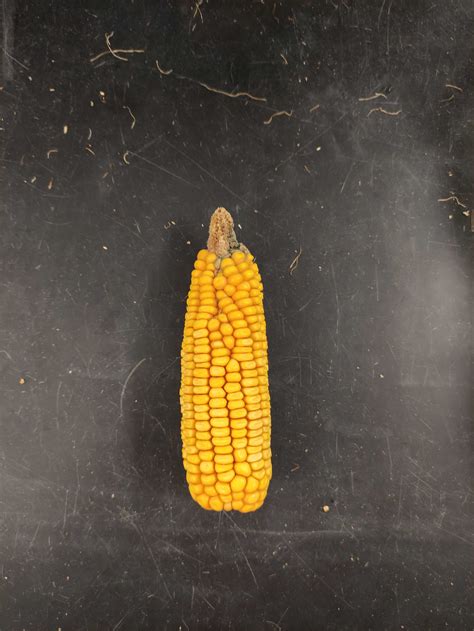 Corn Cob Detection Object Detection Dataset By Ciampittilab