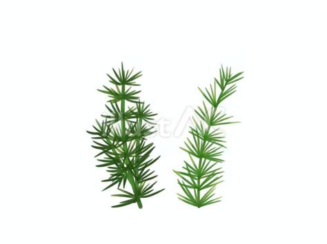 水草イラスト No 23705860｜無料イラスト・フリー素材なら「イラストac」