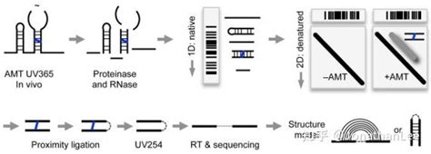全基因组rna Rna Interactions捕获技术解读（初） 知乎