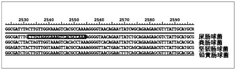 Kit For Enterococcus Faecium Detection Eureka Patsnap