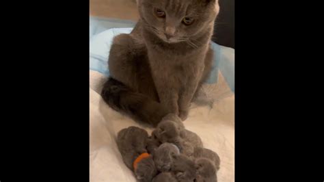 Mushukchalar Love Youtube