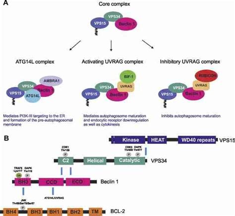 Pi3k Iii Complexes Composition Cellular Function And Structure A Download Scientific