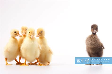 丑小鸭的故事 蓝牛仔影像 中国原创广告影像素材