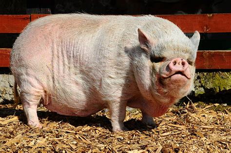 What Is Pig Fat Menu Explain
