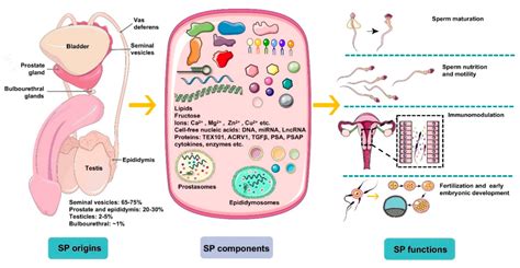 The Vehicle Determines The Destination The Significance Of Seminal