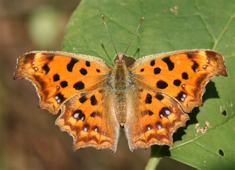 Polygonia C Aureum Polygonia C Aureum