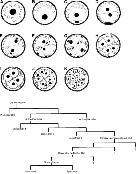 Drawings Of The Cell Division Patterns During Development Of The Male Download Scientific