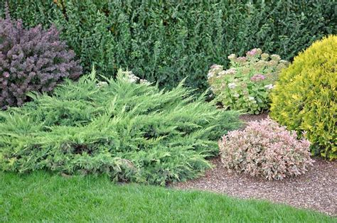 Горизонтальный можжевельник в ландшафтном дизайне 76 фото