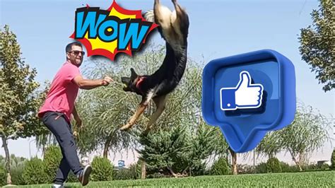 Performing Dramatic Movements And Executing Commands With Abigailthe Niki Youtube