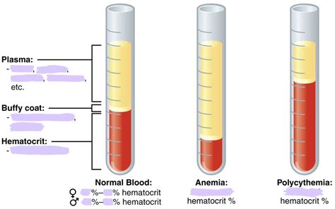 Chapter 23 Lab Tests For Rbcs Diagram Quizlet
