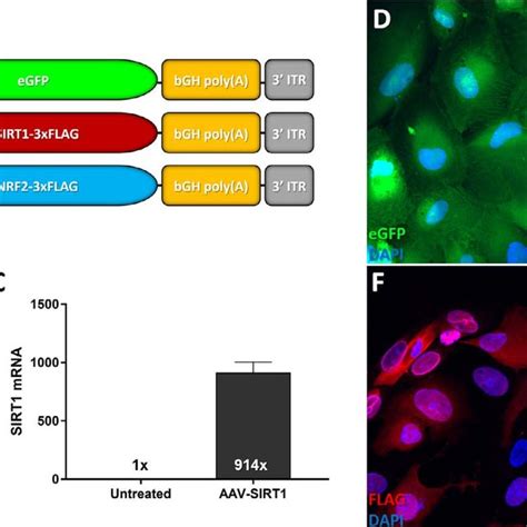 aav2 transduction profile and rgc transduction efficiency following