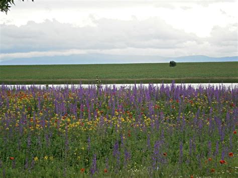 Купува земя в село Бояджик община Тунджа област Ямбол