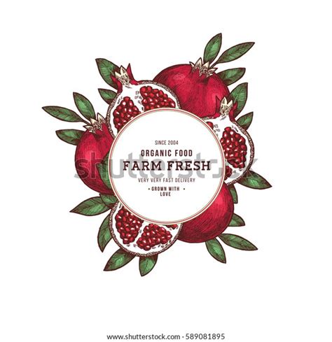 석류는 과일 빈티지 디자인 템플릿입니다식물성 과일석류벡터 스톡 벡터로열티 프리 589081895