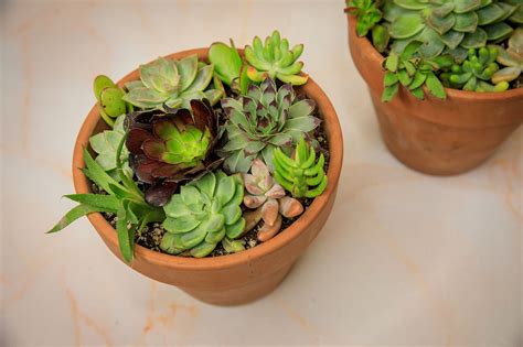 Node Plants 34