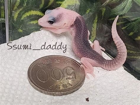 레오파드게코 크레스티드게코 분양리스트 갤럭시 블랙나이트 만다린 블러드 만다린 멜라머피패턴리스 파이드갤럭시 게코 레게 도마뱀분양 네이버 블로그