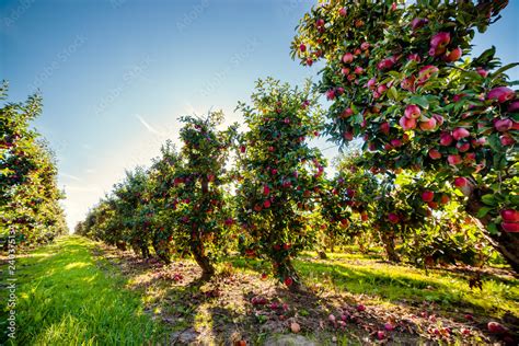 Apple Orchard Background