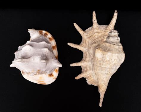 Horned Helmet Sea Snail Shell And Giant Spider Sea Shell Catawiki