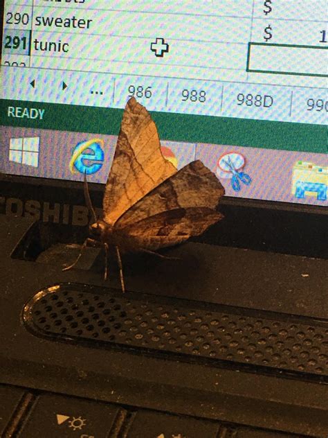 Did You Know That Computer Glitches Are Called Bugs Because Of A