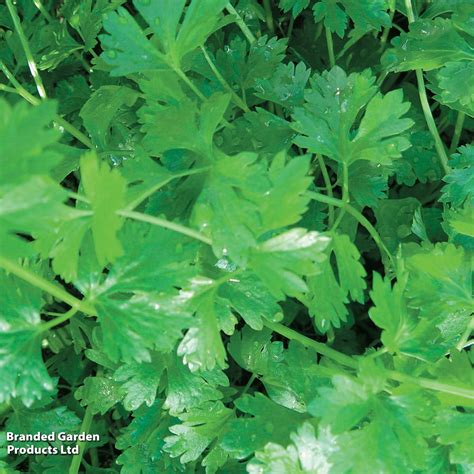 Buy Celery Leaf Organic Seeds Organic Gardening Catalogue