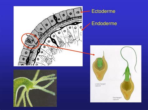 Ppt Chapitre 3 Powerpoint Presentation Free Download Id5697066