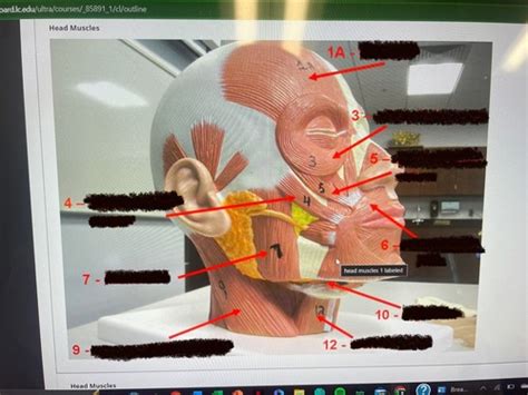 Muscles Anatomy Flashcards Quizlet