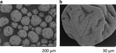 Representative Sem Micrographs Of Dry Plg Microsphere Morphology A