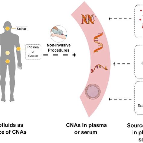 A Schematic Representation Of The Potential Use Of Circulating Nucleic