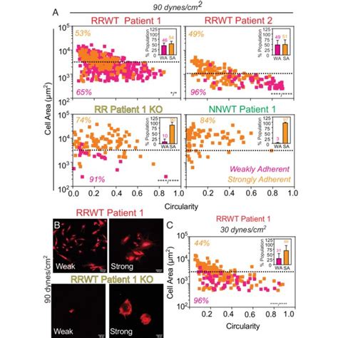 Haplotype And Patient Specific Shear Based Sorting Stratifies Vsmc Download Scientific Diagram