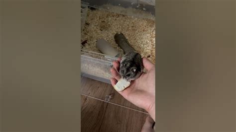 식빵 Asmr 드워프 드워프햄스터 레오 먹방 밀웜 식빵 햄스터 햄스터간식 햄찌 해바라기씨 햄집사 Asmr Youtube