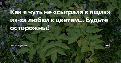 Как я чуть не «сыграла в ящик из за любви к цветам… Будьте осторожны Расти Цвети Дзен