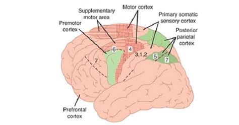 Neocortex Organization And Functions New