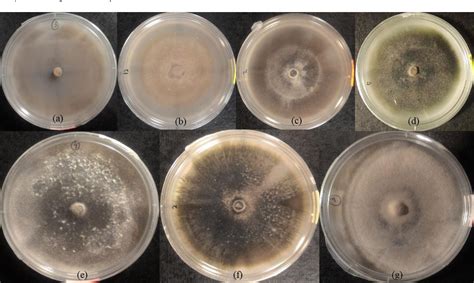 Table 1 From Isolation And Characterization Of Pyricularia Oryzae Isolated From Lowland Rice In