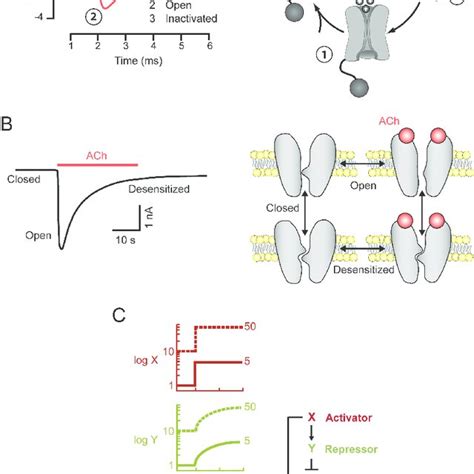A Single Stimulus May Elicit Two Opposite Successive Responses Left