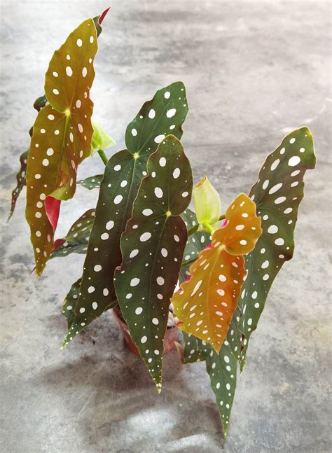 Nms Begonia Maculata 鳟鱼秋海棠 12cm Pot Size Lazada