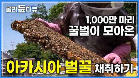 단 20일 만에 결정되는 1년 농사 최상급 아카시아 꿀을 챙기는 이동 양봉꾼🍯│극한직업│ 골라듄다큐 Youtube