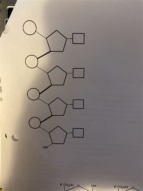 DNA RNA Structure Diagram Quizlet