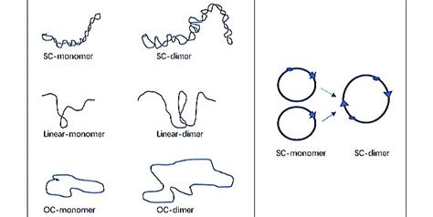How Does A Plasmid Exist CD Biosynsis