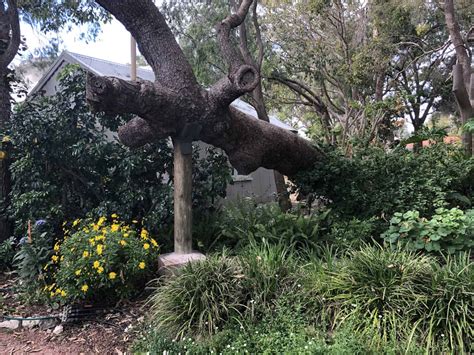 Professional Tree Services Rockingham To Bunbury Arboreal Tree Care