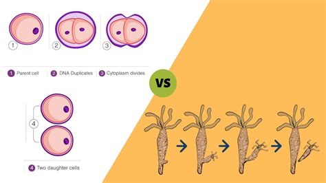 Difference Between Asexual And Sexual Reproduction Biology Notes Online