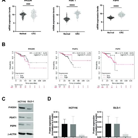 Serine Synthesis Pathway Enzymes Are Expressed In Human Colorectal