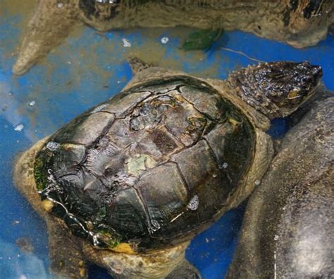Turtle With Broken Shell