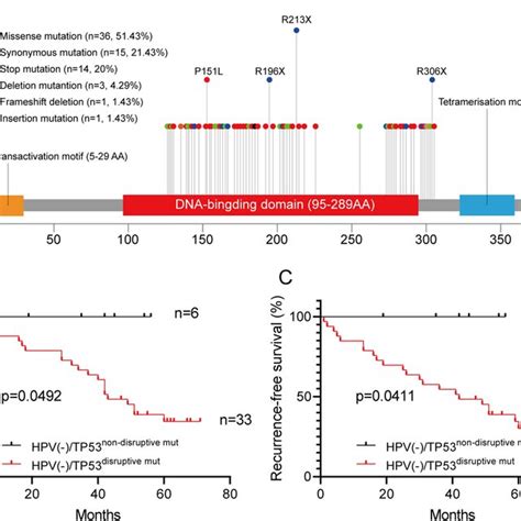 Distribution And Prognostic Significance Of Tp53 Mutation In Hpv Download Scientific Diagram