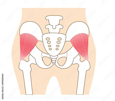 Stock Vektorgrafik „main Gluteal Muscles Of The Buttocks Small Gluteus