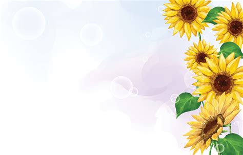 Sunflower Wallpaper Vector Art Icons And Graphics For Free Download