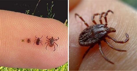 Understanding Ticks A Comprehensive Guide