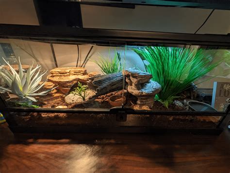 New Bioactive Setup R Geckos