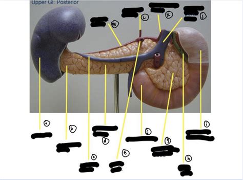 Labeling Exam 2 Lab Flashcards Quizlet