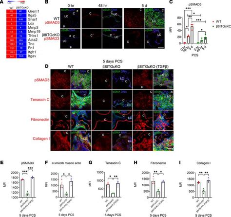 JCI Insight αVβ integrin targeting to prevent posterior capsular opacification