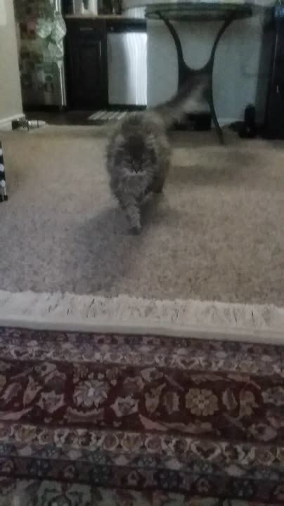 Joan Eckstein On Linkedin Thebestlitterboxscoopever Catwalk