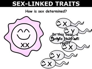Sex Linked Inheritance PPT Genetics Science